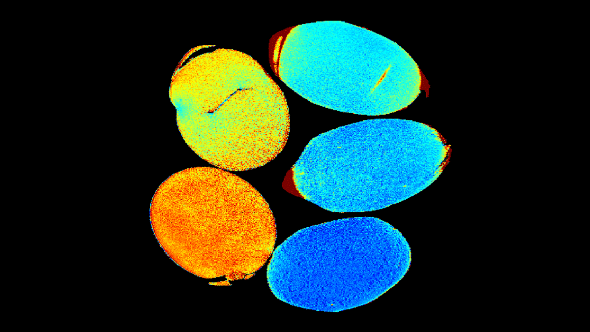 Optimization of Variable Flip Angles for T1ρ Mapping with MP-GRE Sequences • Center for Advanced ...